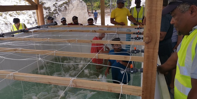 Pilot project: Prawn farming relaunched on Coetivy Island – Seychelles ...